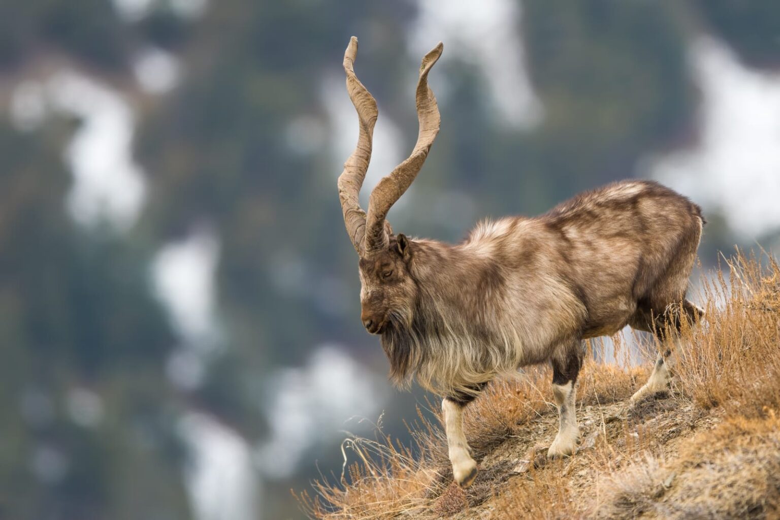 Markhor Conservation in Pakistan: Trophy Hunting & Community
